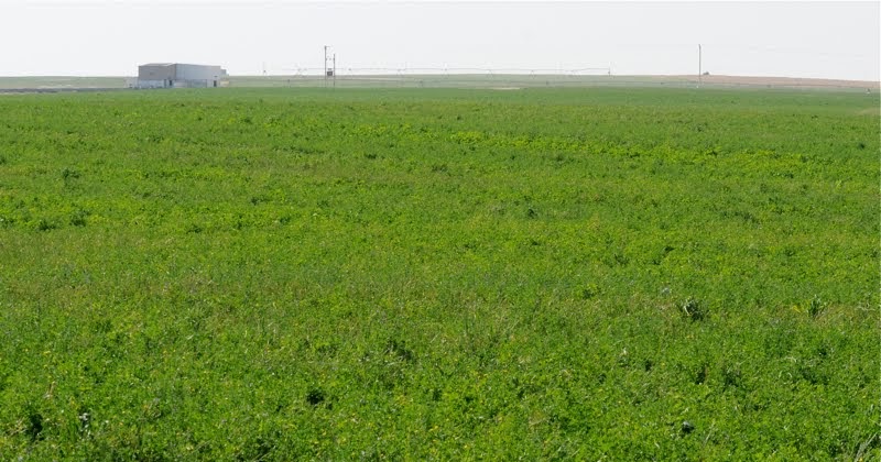 A Wandering Naturalist: Qatar: Down on the (Arakhiya) Farm