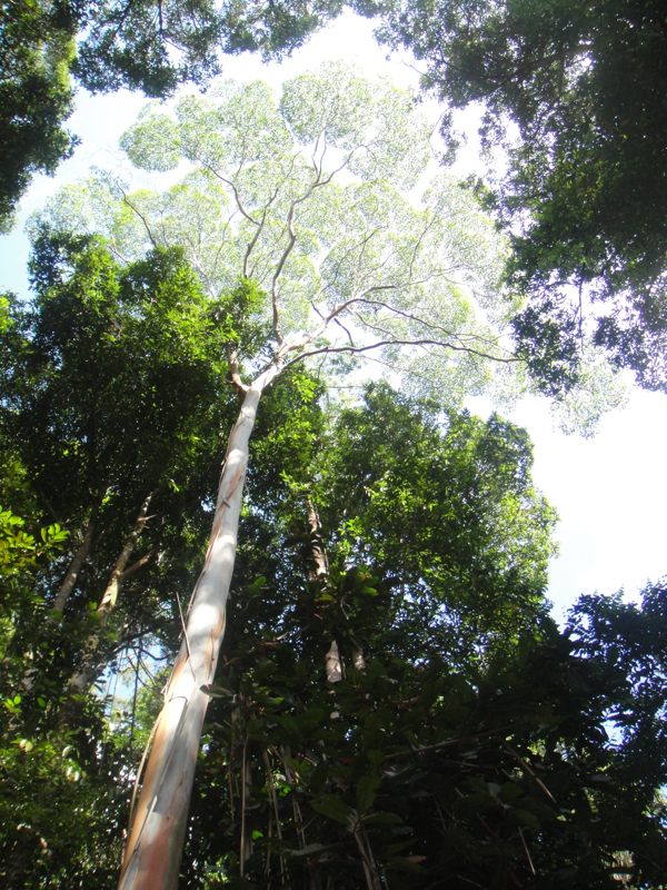 A Wandering Naturalist: Sarawak: In the footsteps of the Rajah