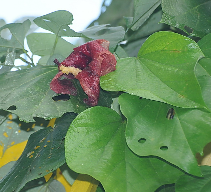A Wandering Naturalist: Jamaica: On Ecclesdown Road