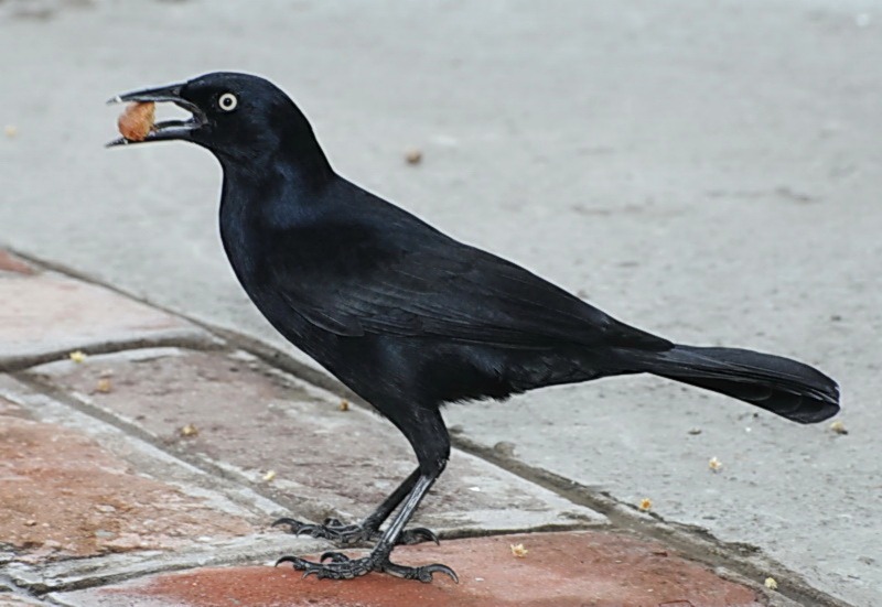 A Wandering Naturalist: Jamaica: Chi Chi Bud Oh!