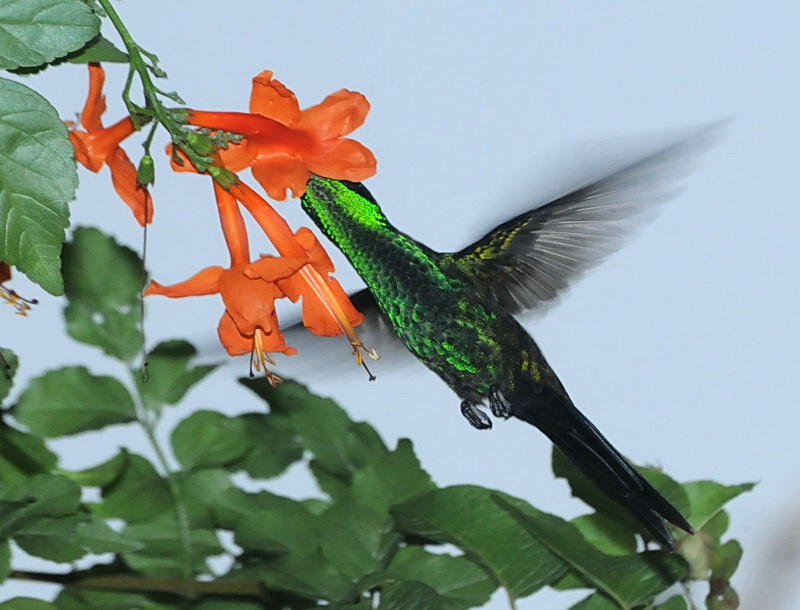 A Wandering Naturalist: Jamaica: Chi Chi Bud Oh!