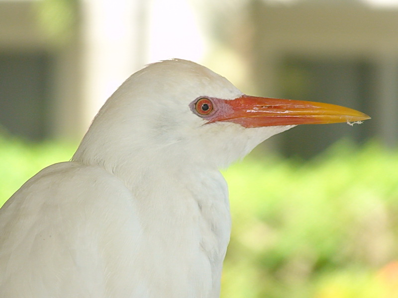 A Wandering Naturalist: Jamaica: Chi Chi Bud Oh!