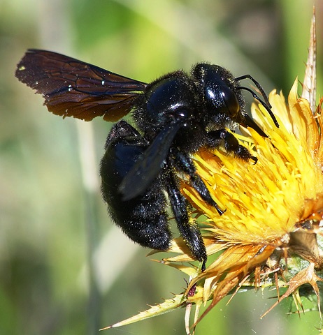 Pentaxiani • Leggi argomento - Calabrone