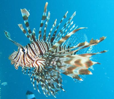Il mondo degli animali