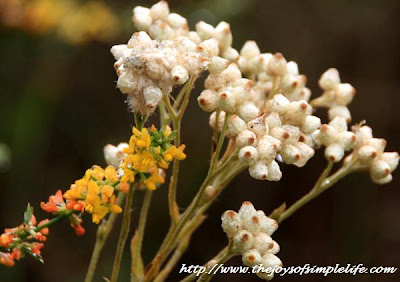 The Joys of Simple Life: Wildflower Hunt @ Blue Sky Ecological Reserve ...