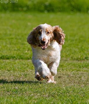 SANTSCO: cute dogs, dogs pics, dogsimages, dogs, spaniel dog ,spaniel ...