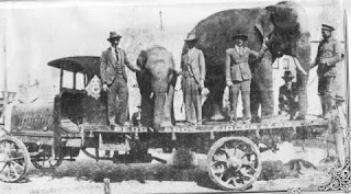 Our Brisbane History: 1910 Goanna Oil