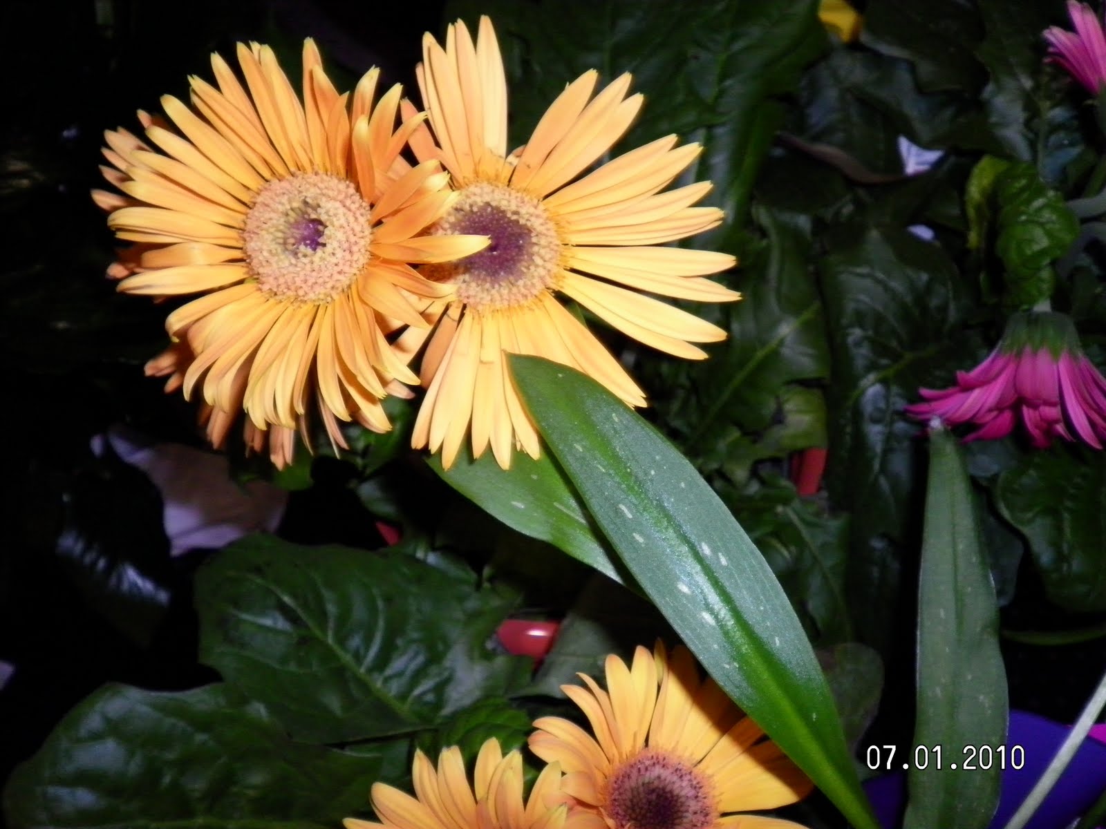 Summer Assignment 2010: Dicot plant with flower and leaf