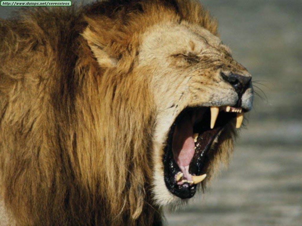 Misura, la leyenda: Con las garras del León