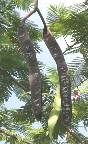 Hojas compuestas y una floración muy llamativa en la que predominan los ...