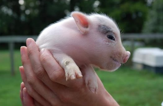 Daily Conundrums...: Words of a Piglet