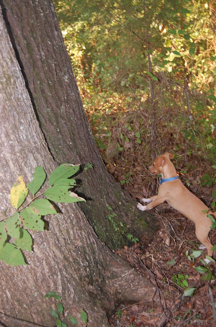 American Feist Breeders Association: Trying out a new blog site.