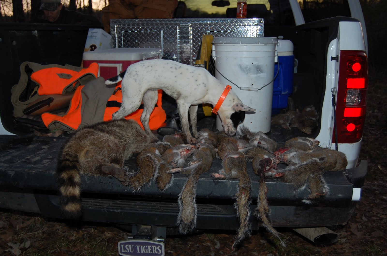 American Feist Breeders Association: August 2010