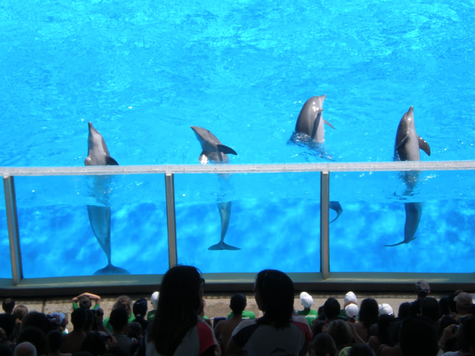 il cucchiaio magico: Zoo marine Roma