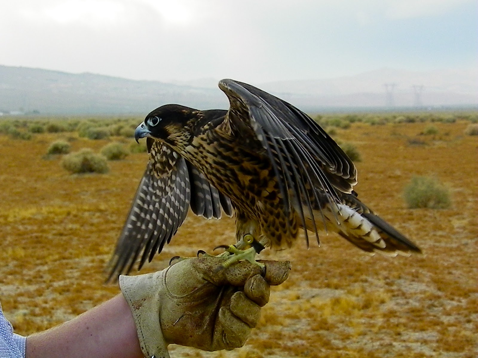 Gun the Peregrine Falcon: Sequential Pictures