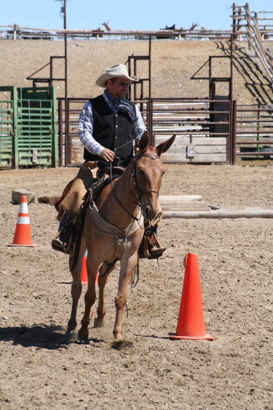 PairADice Mules: Still More from Jake Clark Mule Day Presale