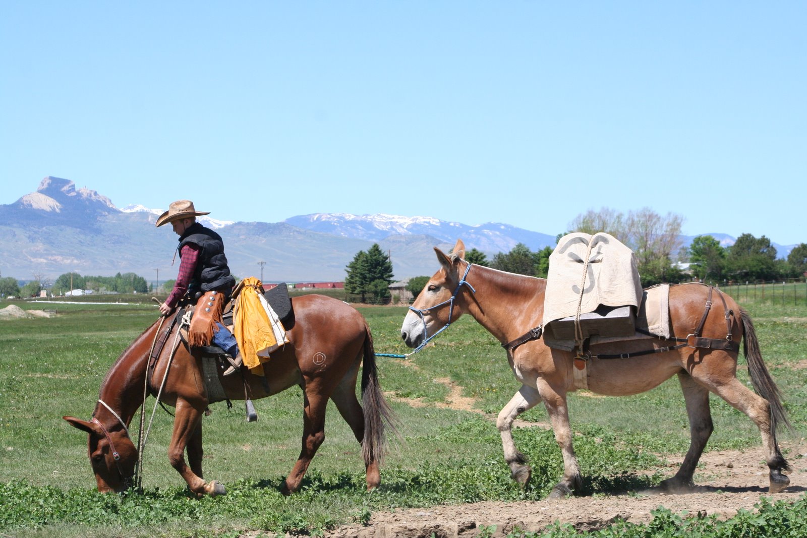 PairADice Mules: Jake Clark Mule Days
