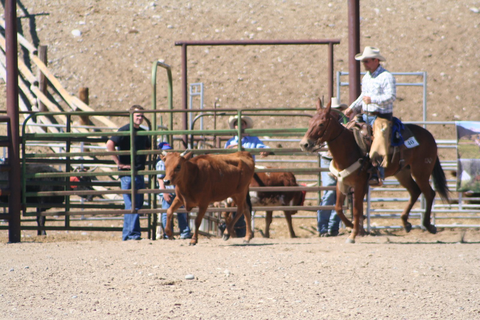 PairADice Mules: Ranch Mule Competition