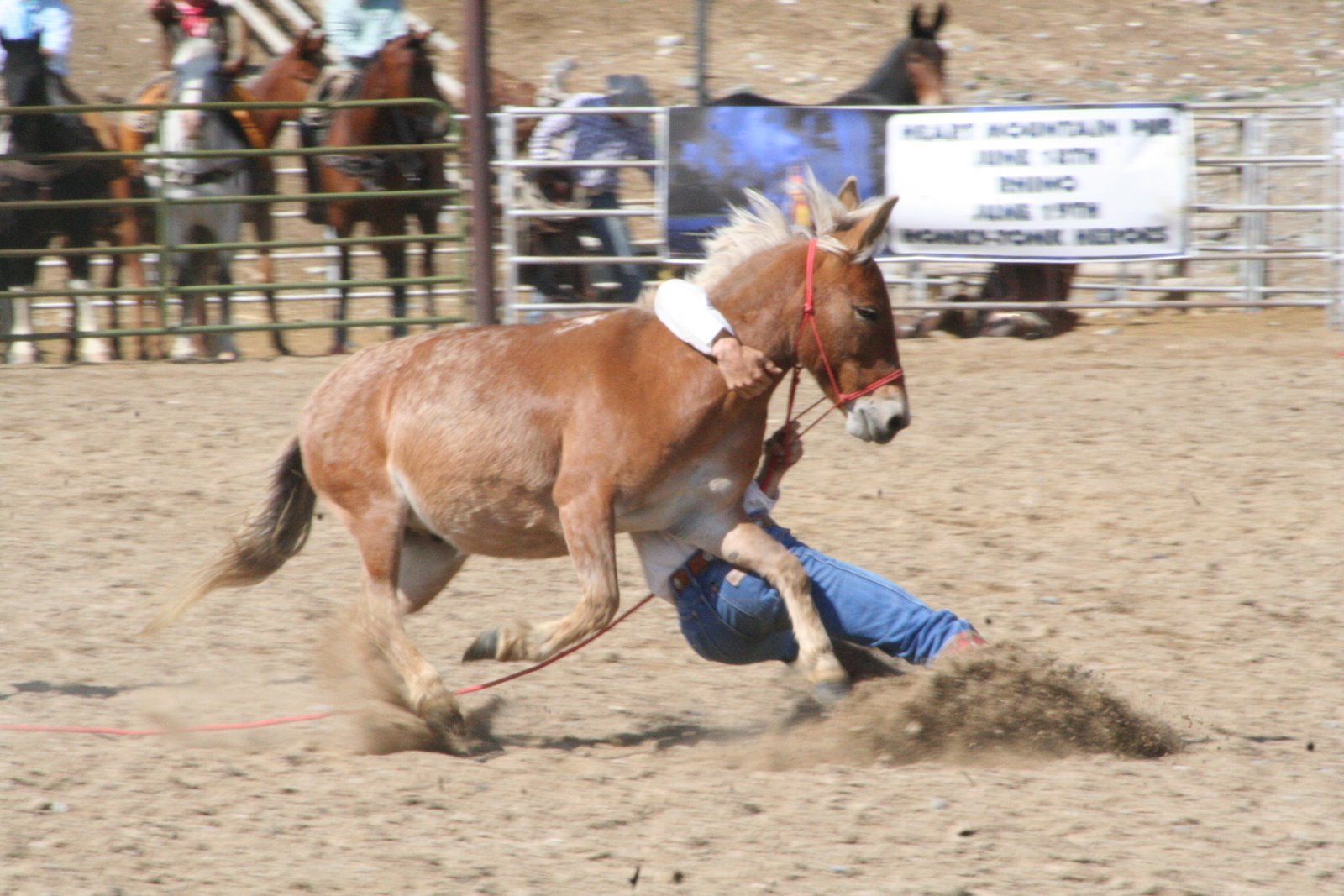 PairADice Mules: Last class of the Jake Clark Mule Days Rodeo