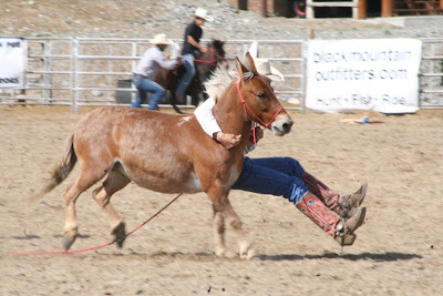 PairADice Mules: Last class of the Jake Clark Mule Days Rodeo