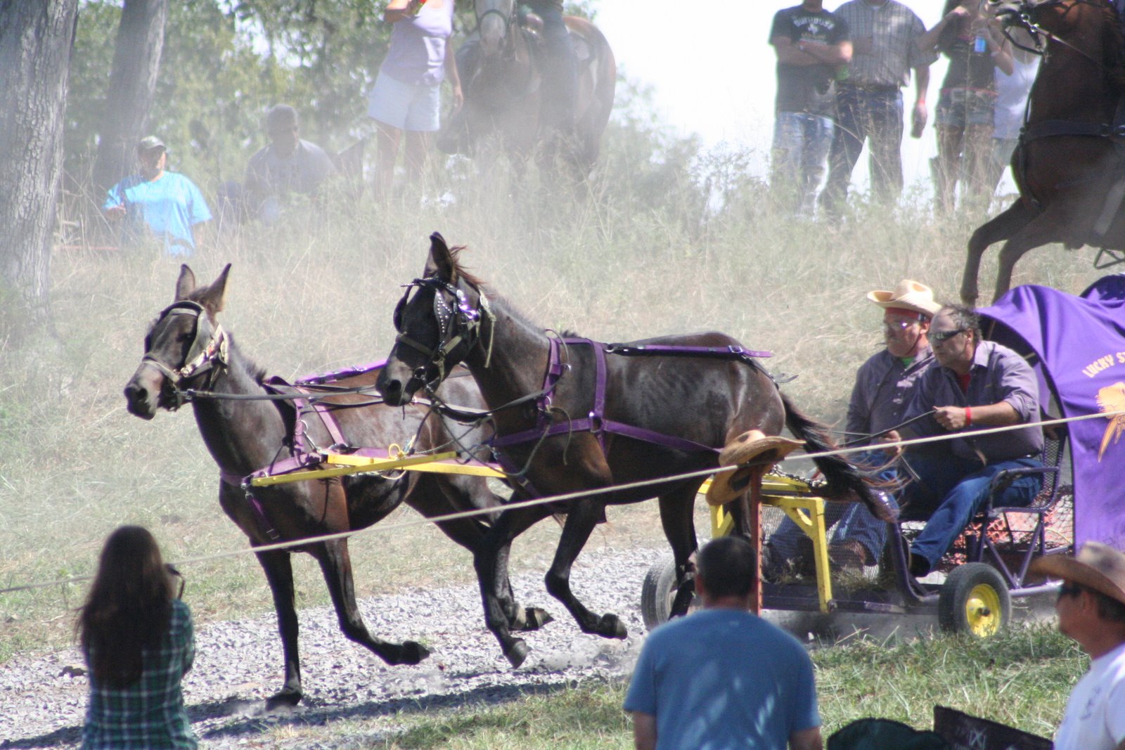 PairADice Mules: National Championship Chuckwagon Races