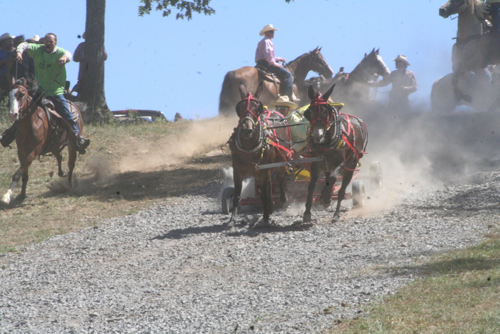PairADice Mules: National Championship Chuckwagon Races