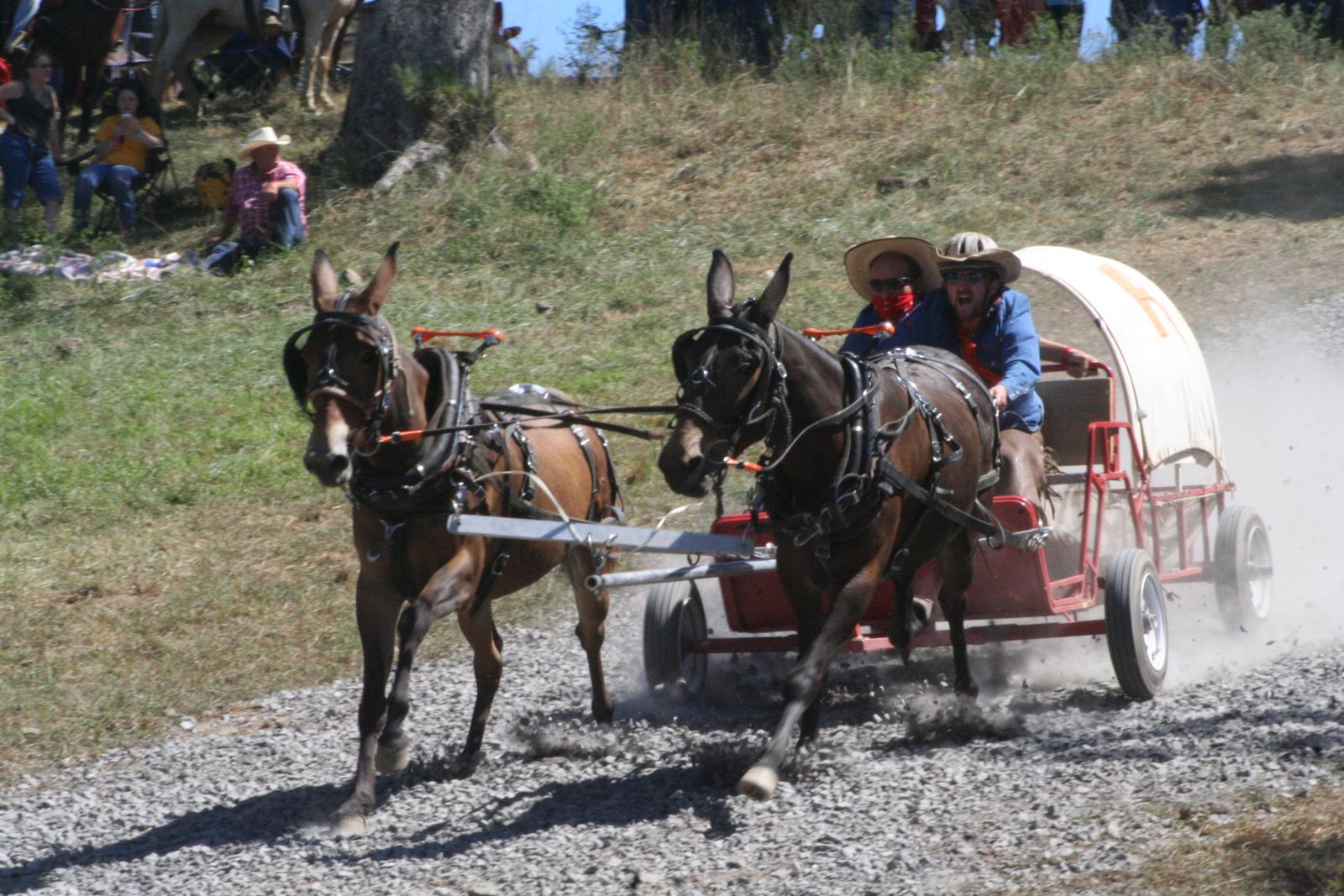 PairADice Mules: National Championship Chuckwagon Races