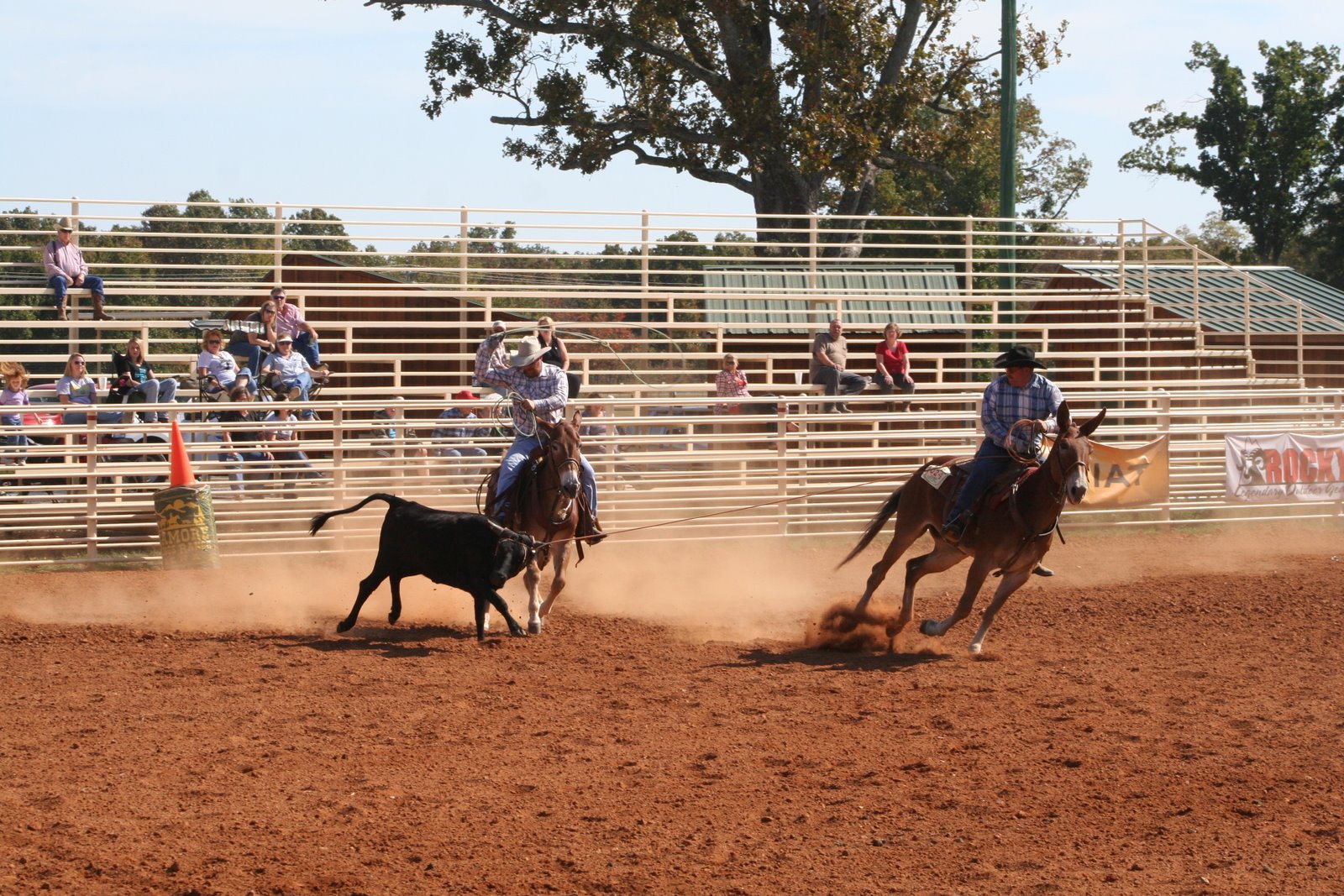 PairADice Mules: Team Roping at Sycamore Springs