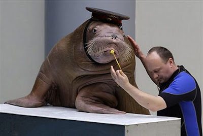 The Pet's Show: Sara the Walrus Pretends to play Saxophone