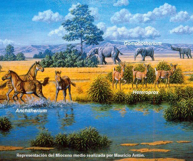 Evolución del caballo VI b: El Anchiterium