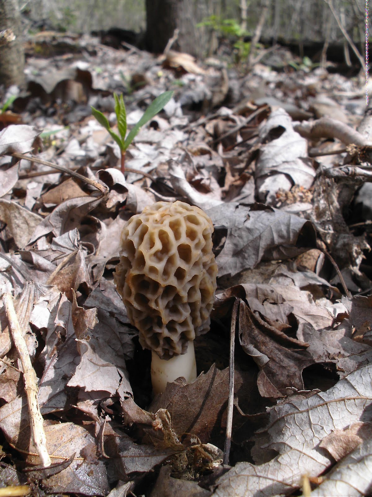 Mid Missouri Morels and Mushrooms: It's Only Just Begun - Finding the ...