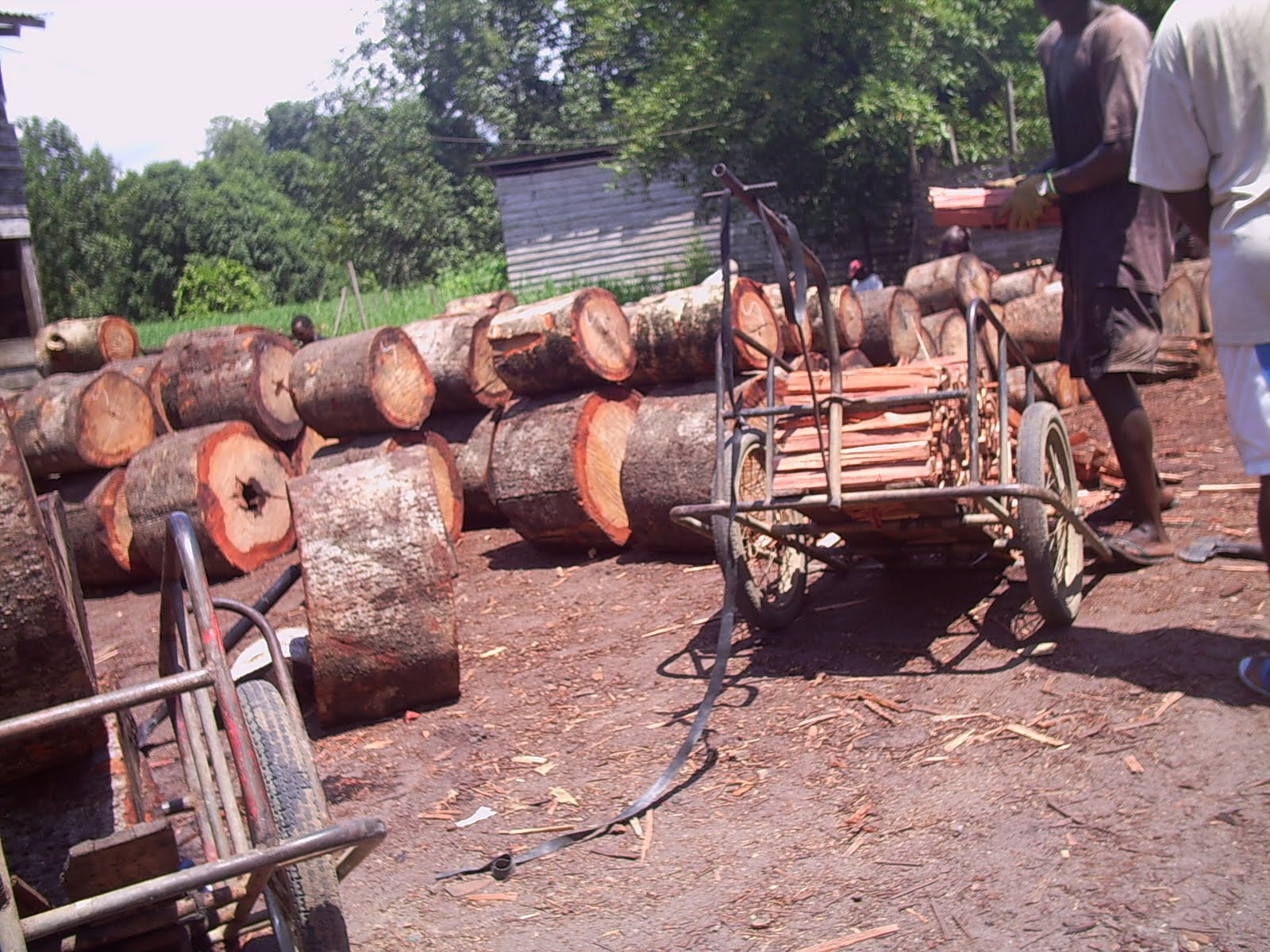 Cameroon Link News: Corruption in the forestry sector and illegal logging