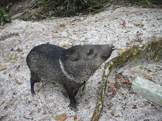 Cultura Ambiental: Biodiversidad unsm