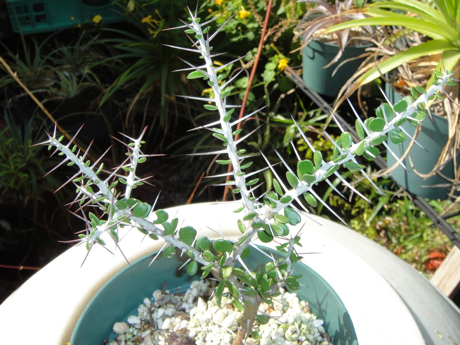 Succulent Bromeliads and others : Didiereaceae Family