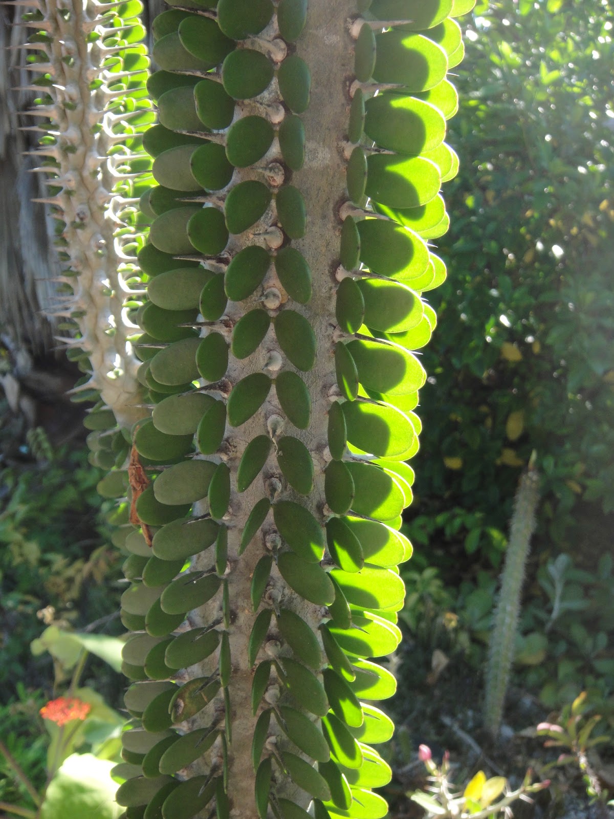 Succulent Bromeliads and others : Didiereaceae Family