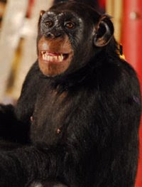 Resumos de Novela: caras e bocas: macaco xico invade novela