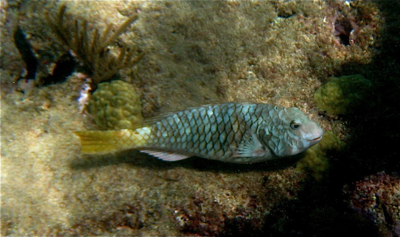 Marine Life of Puerto Rico: Fish Species