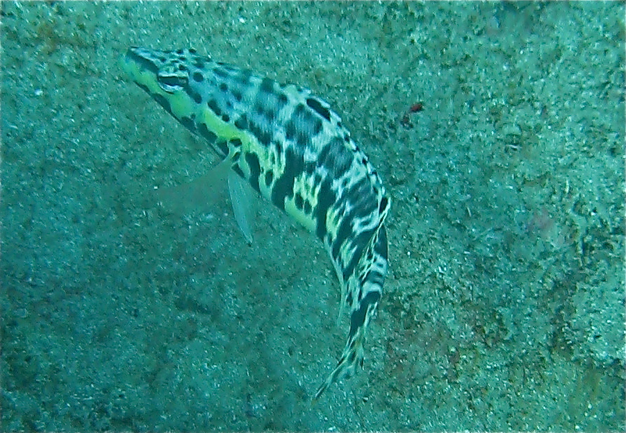 Marine Life of Puerto Rico: Fish Species