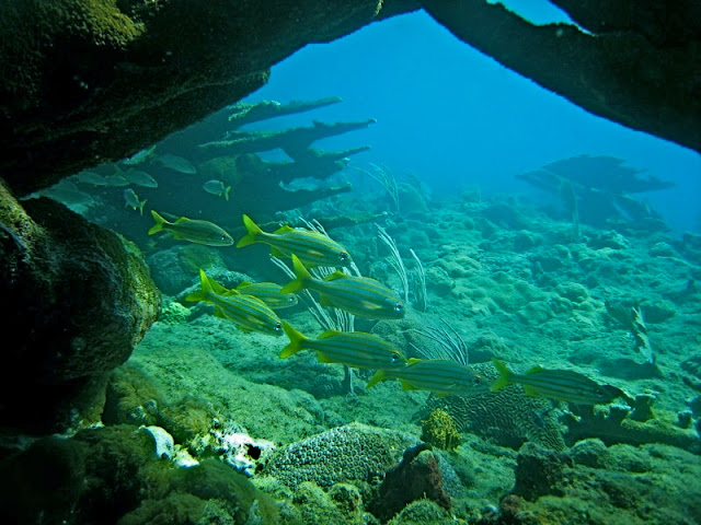 Marine Life of Puerto Rico: Fish Species