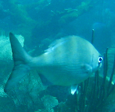 Marine Life of Puerto Rico: Fish Species