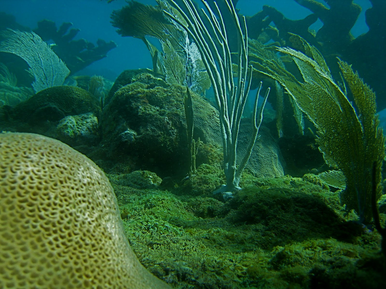 Marine Life of Puerto Rico: Reefscapes