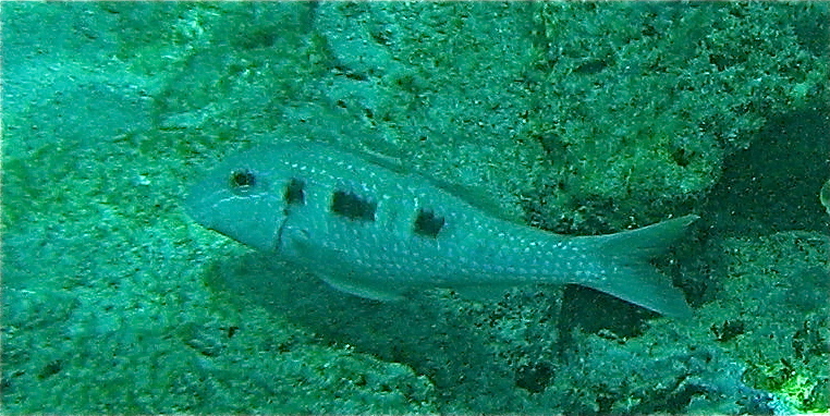 Marine Life of Puerto Rico: Fish Species