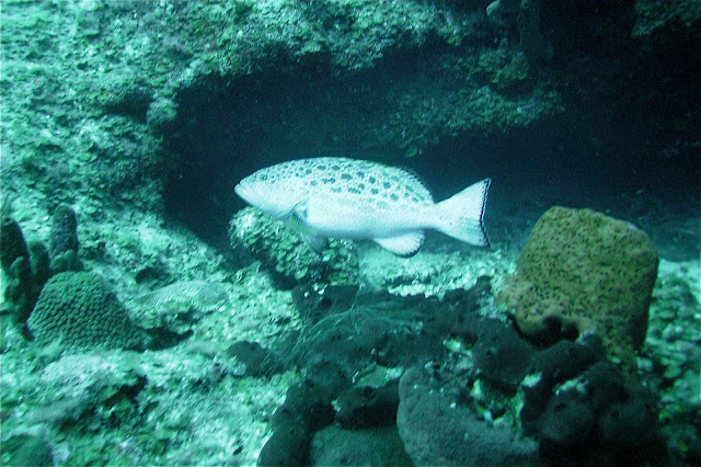 Marine Life of Puerto Rico: Fish Species
