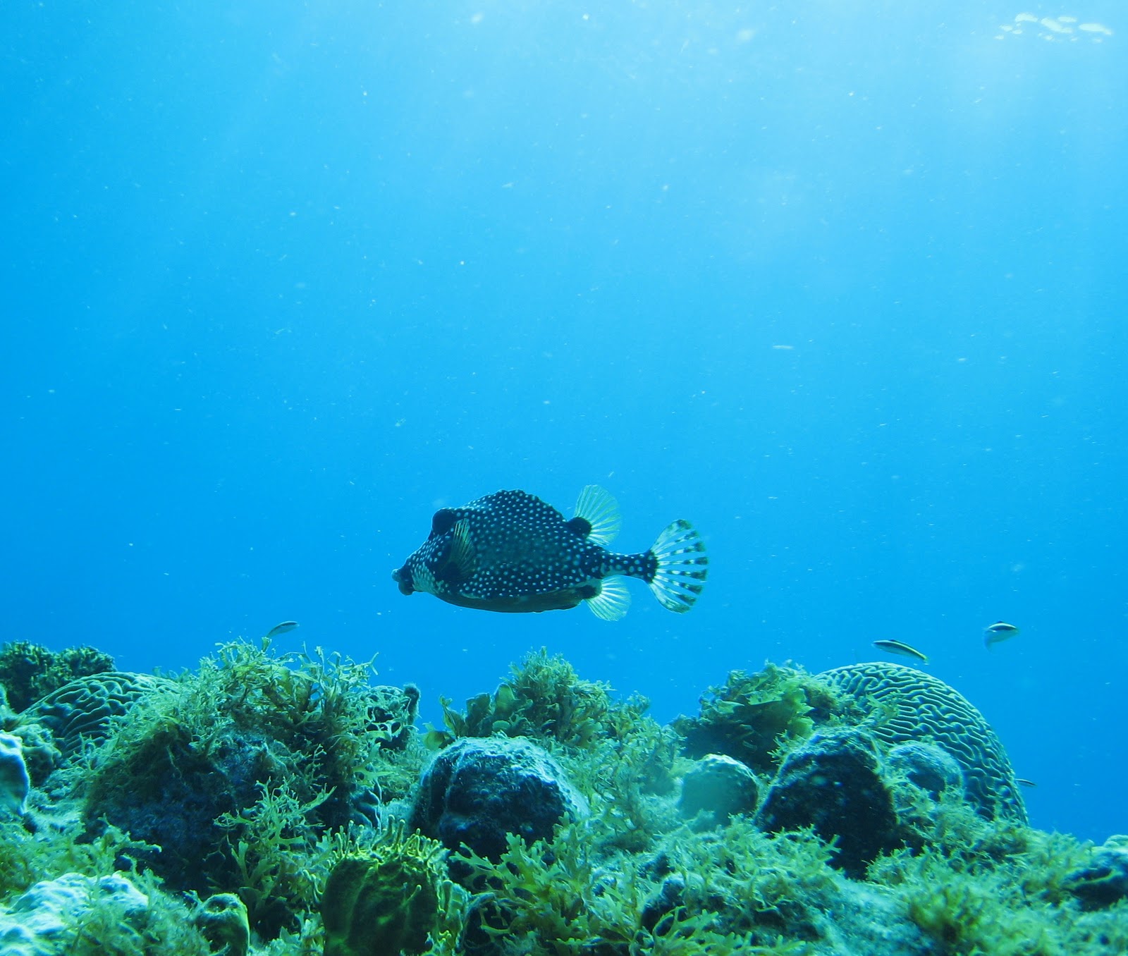 Marine Life of Puerto Rico: Fish Species