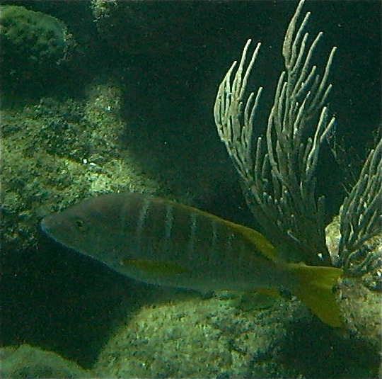 Marine Life of Puerto Rico: Fish Species
