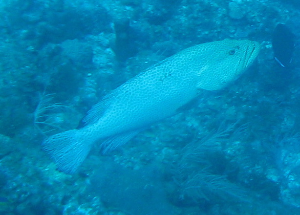 Marine Life of Puerto Rico: Fish Species