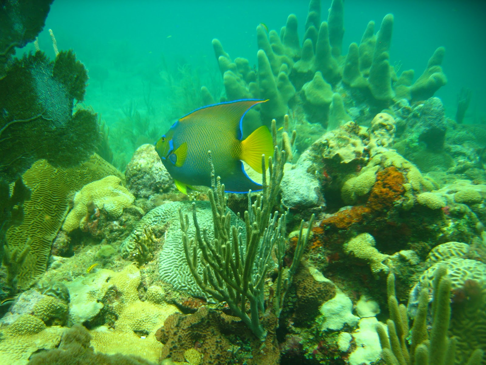 Marine Life of Puerto Rico: Fish Species