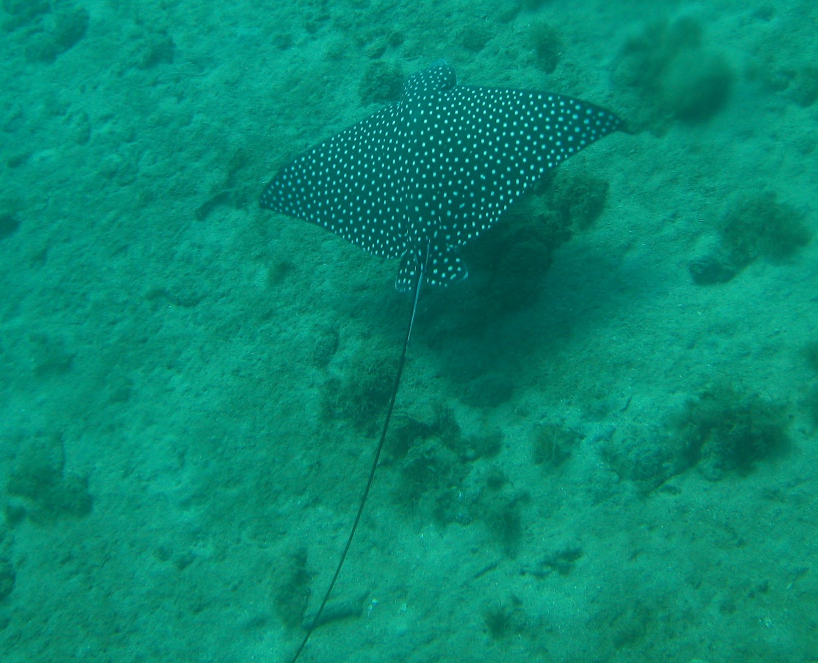Marine Life of Puerto Rico: Fish Species