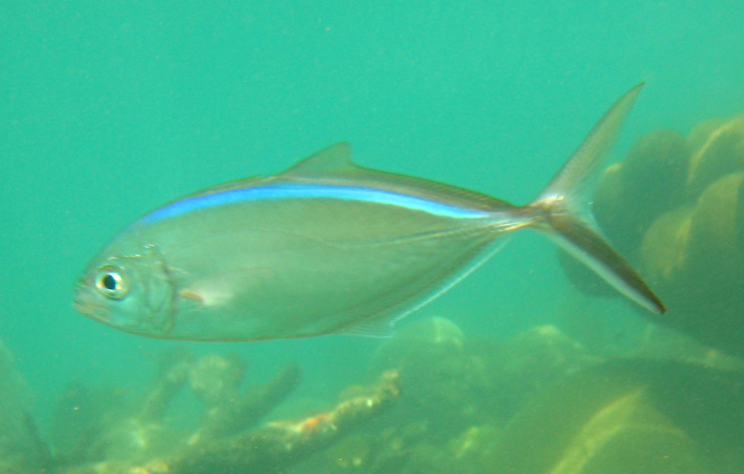 Marine Life of Puerto Rico: Fish Species