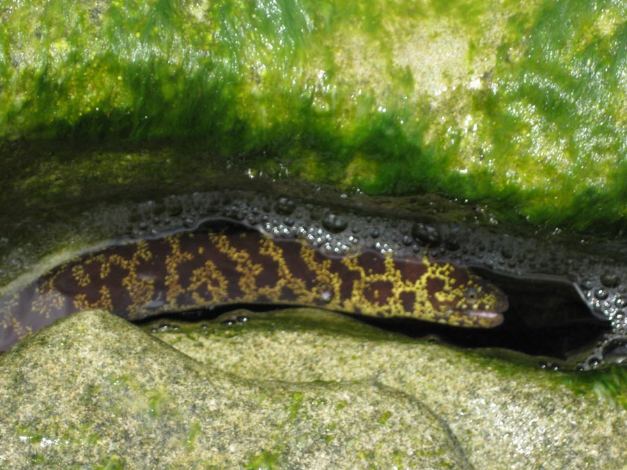 Marine Life of Puerto Rico: Fish Species